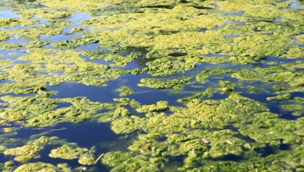 A significant consequence of fertilizer runoff in aquatic ecosystems is ...