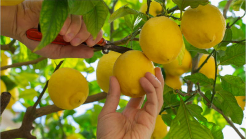 Zest Up Your Citrus: The Ultimate Guide to Lemon Tree Fertilizers - Olimpum